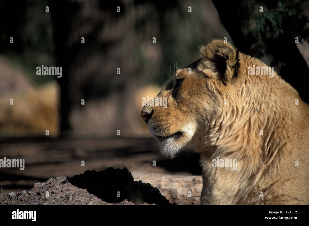 African Lion Panthera leo found in Angola the southern parts of the ...