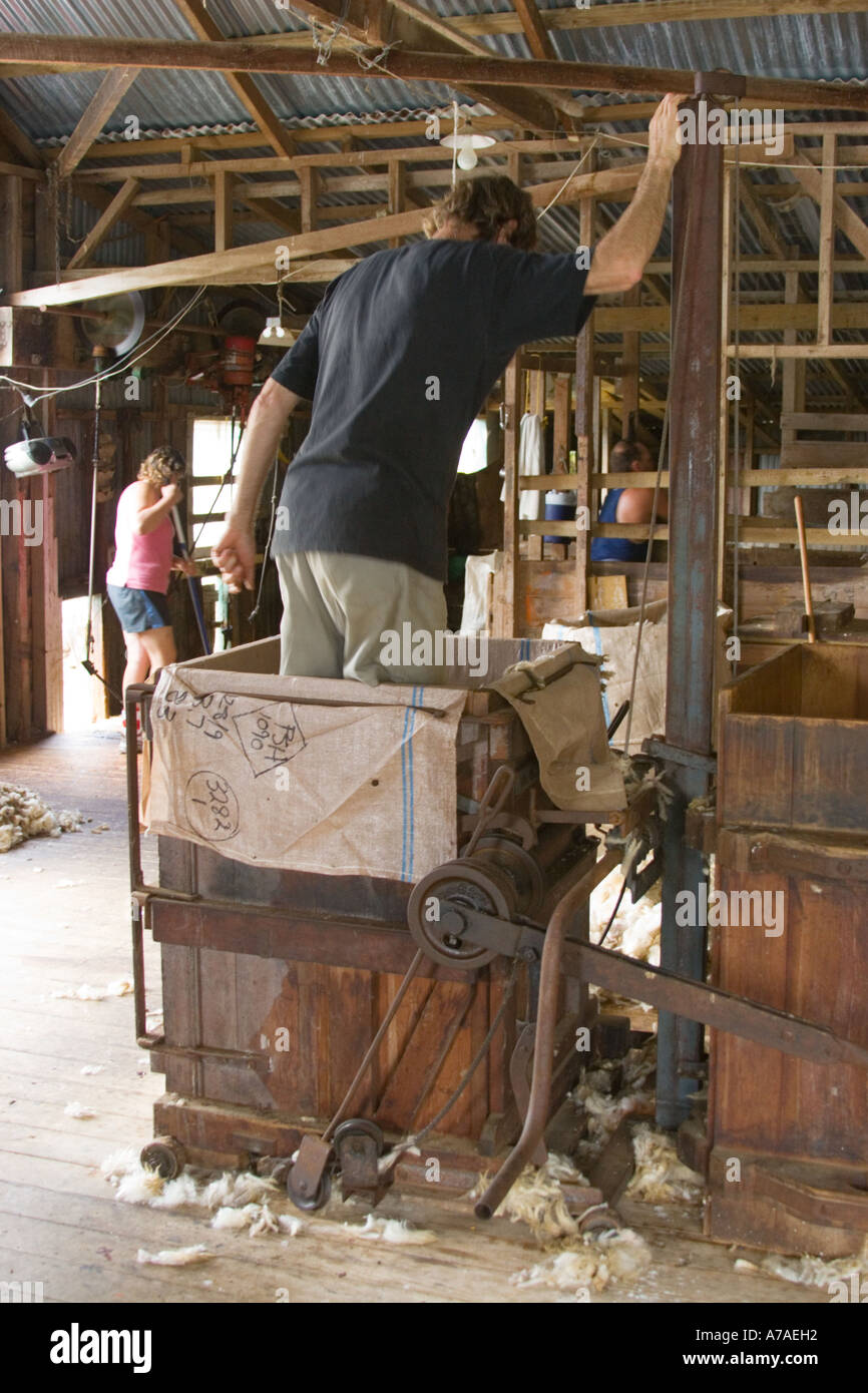 New Zealand Waiheke Island Auckland Shearing sheep in wool shed Stock ...