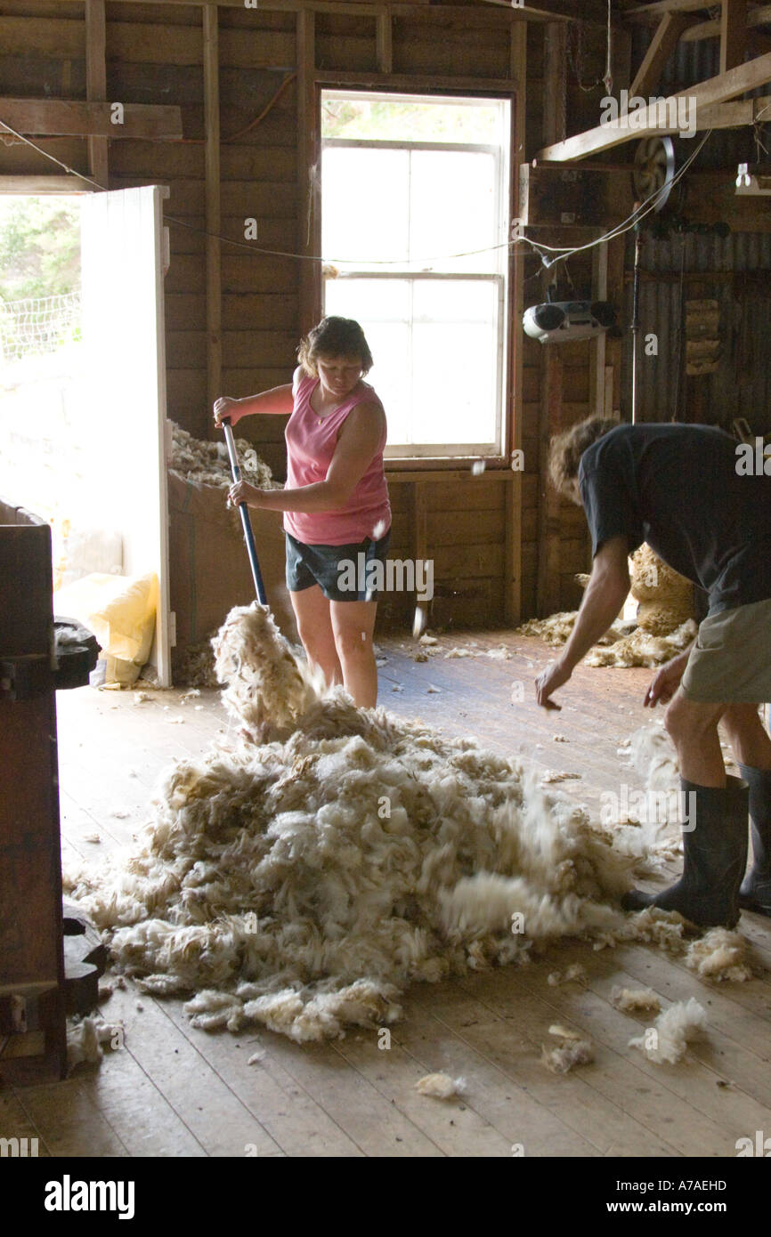 New Zealand Waiheke Island Auckland Shearing sheep in wool shed Tick ...
