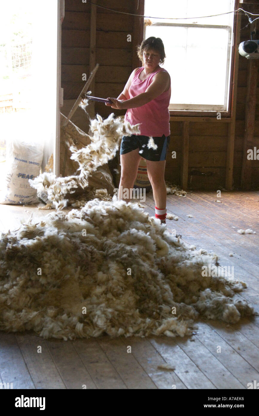 New Zealand Waiheke Island Auckland Shearing sheep in wool shed Tick ...