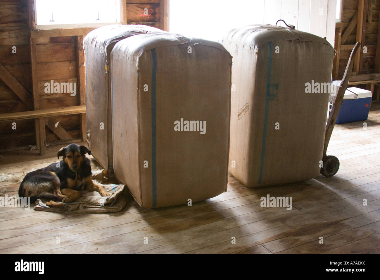 New Zealand Waiheke Island Auckland Shearing sheep in wool shed Bales ...