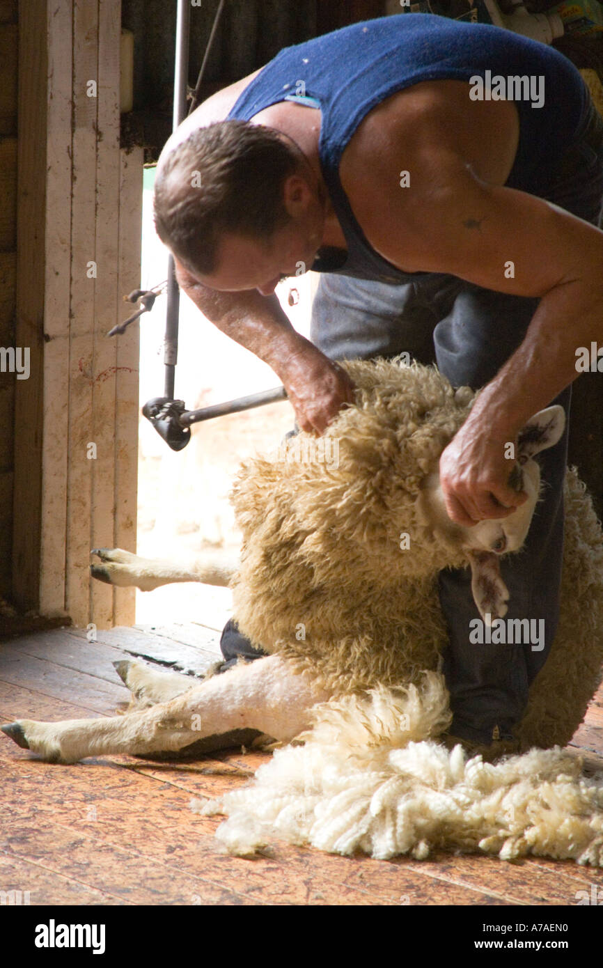 New Zealand Waiheke Island Auckland Shearing sheep in wool shed Tick ...
