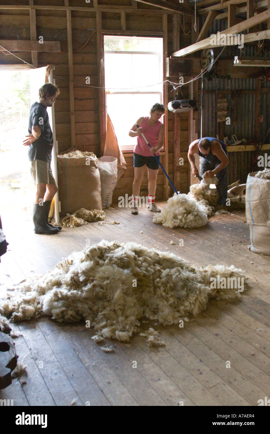 Blood shear hi-res stock photography and images - Alamy