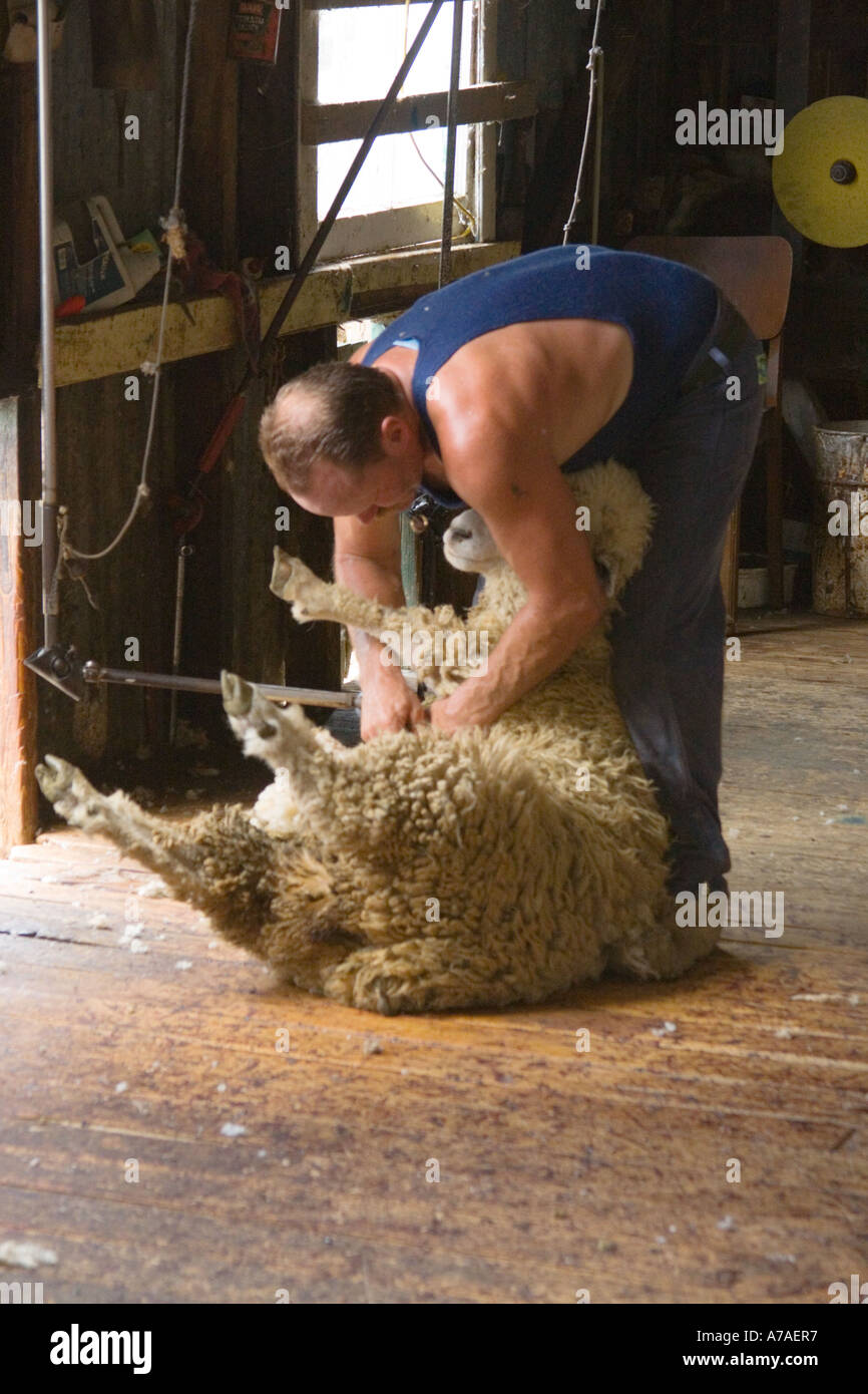 Blood shear hi-res stock photography and images - Alamy