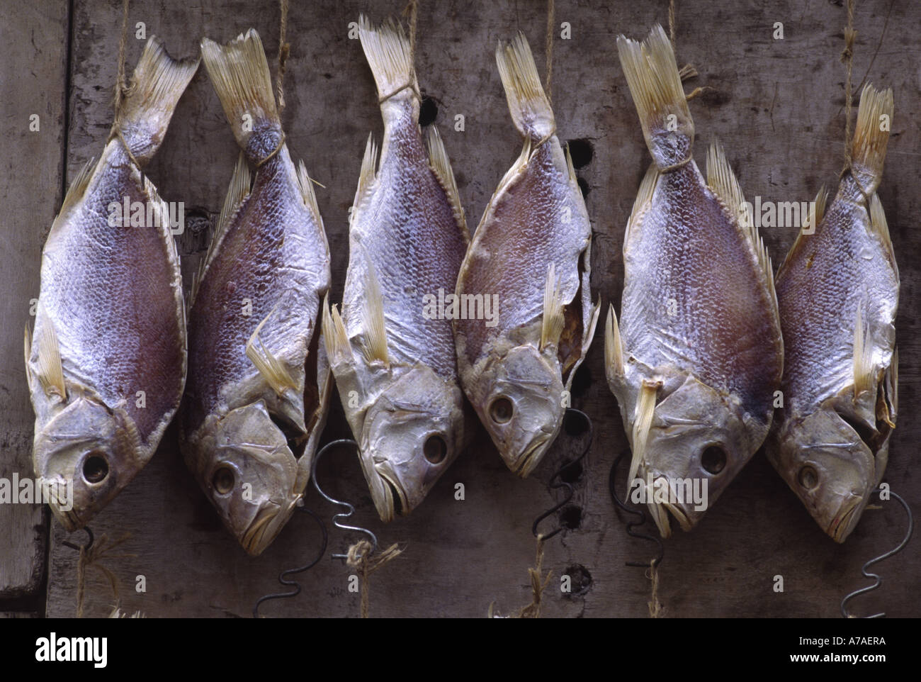 Dried Fish Display Macau Stock Photo - Alamy