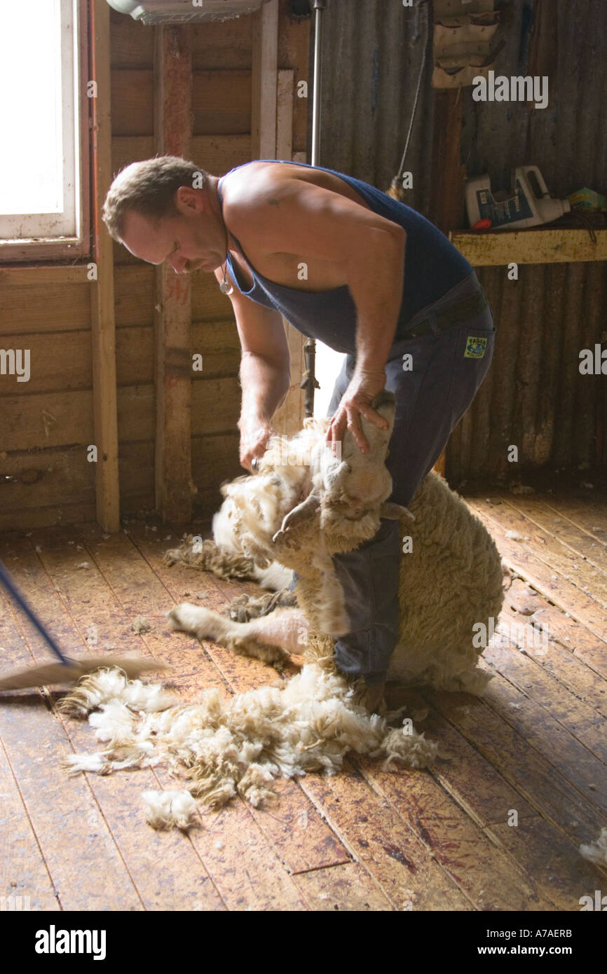 Blood Shear High Resolution Stock Photography and Images - Alamy