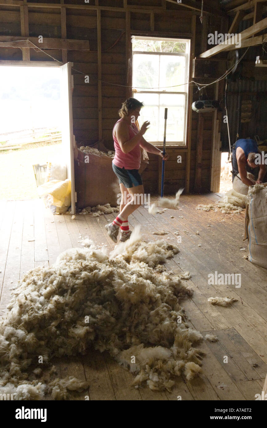 Female sheep shearer hi-res stock photography and images - Alamy