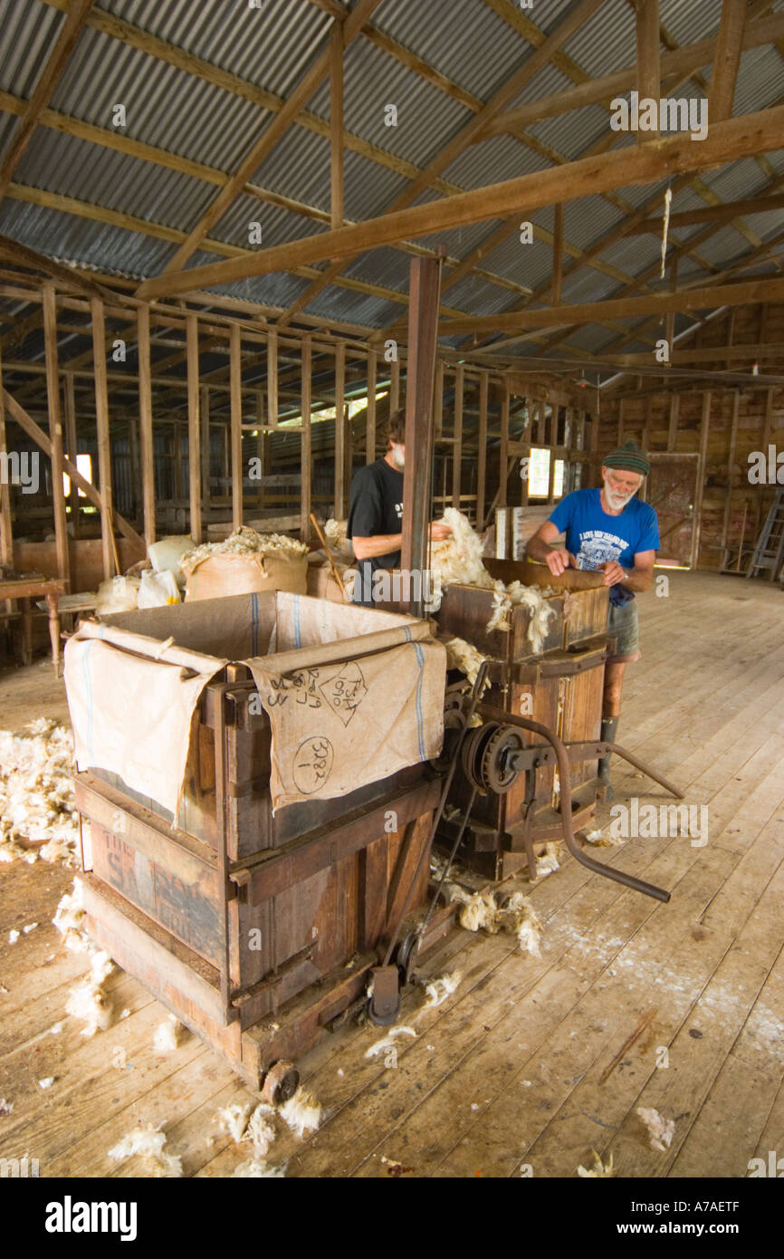 Female Sheep Shearing Stock Photos & Female Sheep Shearing Stock Images ...
