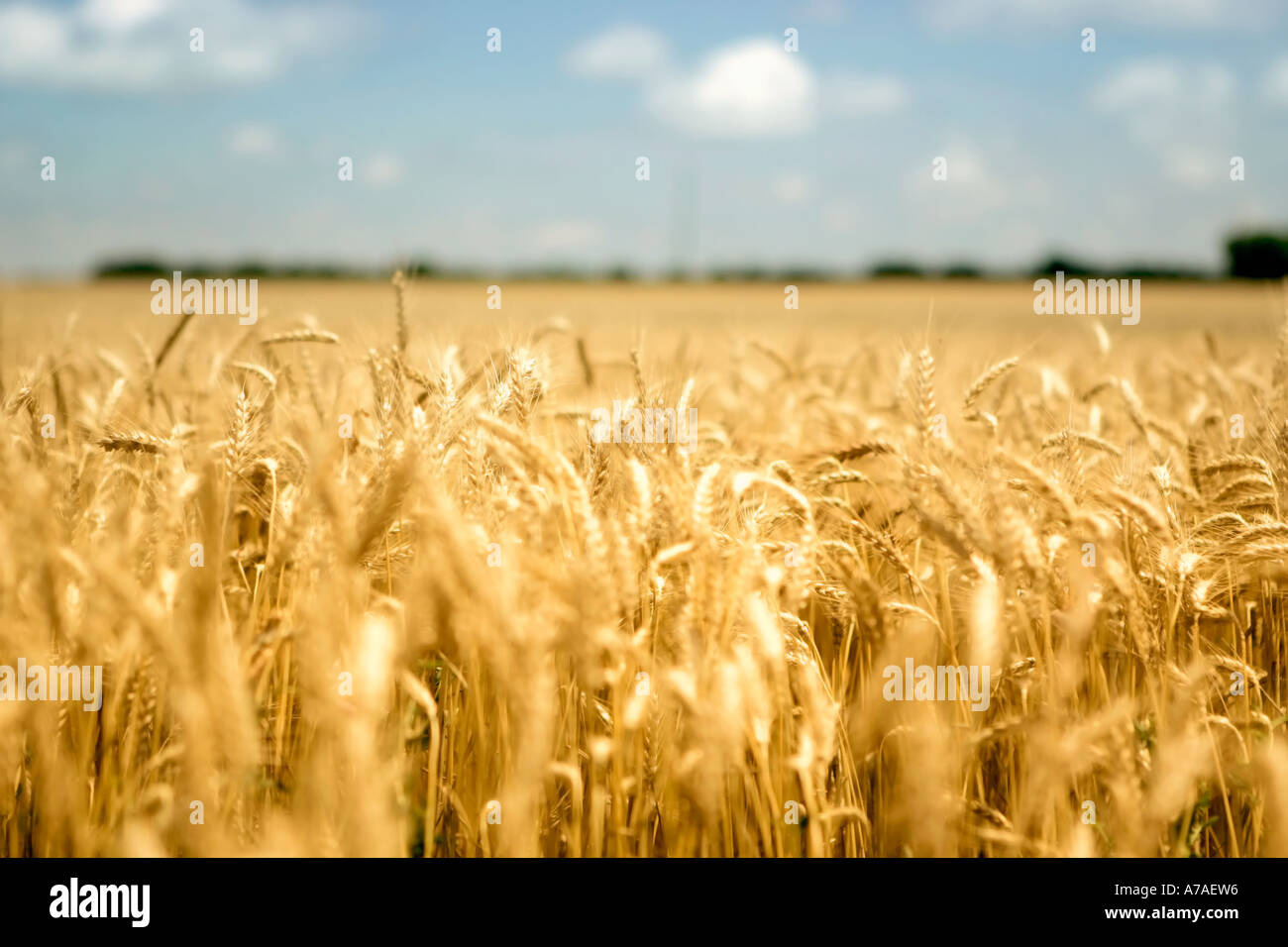 Field of wheat Stock Photo - Alamy