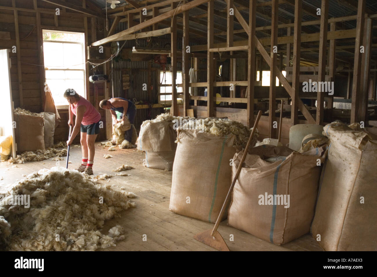 New Zealand Waiheke Island Auckland Shearing sheep in wool shed Tick ...