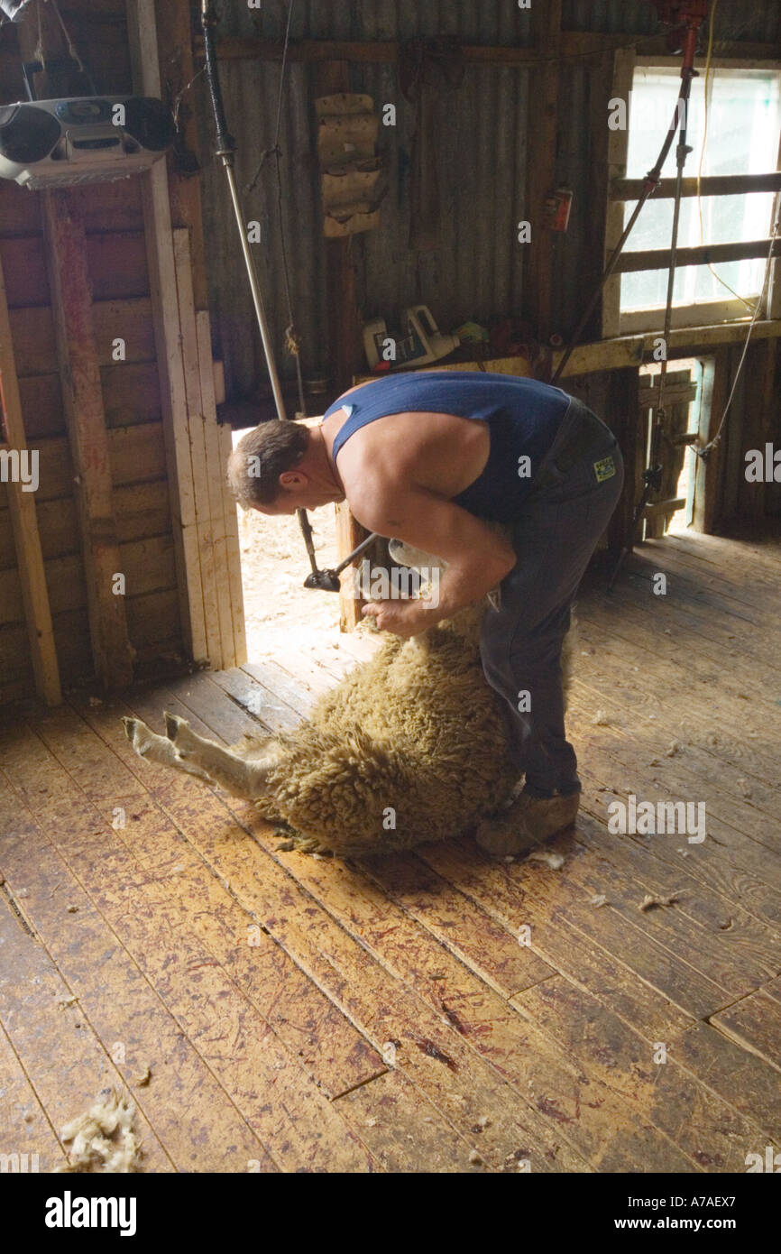 New Zealand Waiheke Island Auckland Shearing sheep in wool shed Tick ...