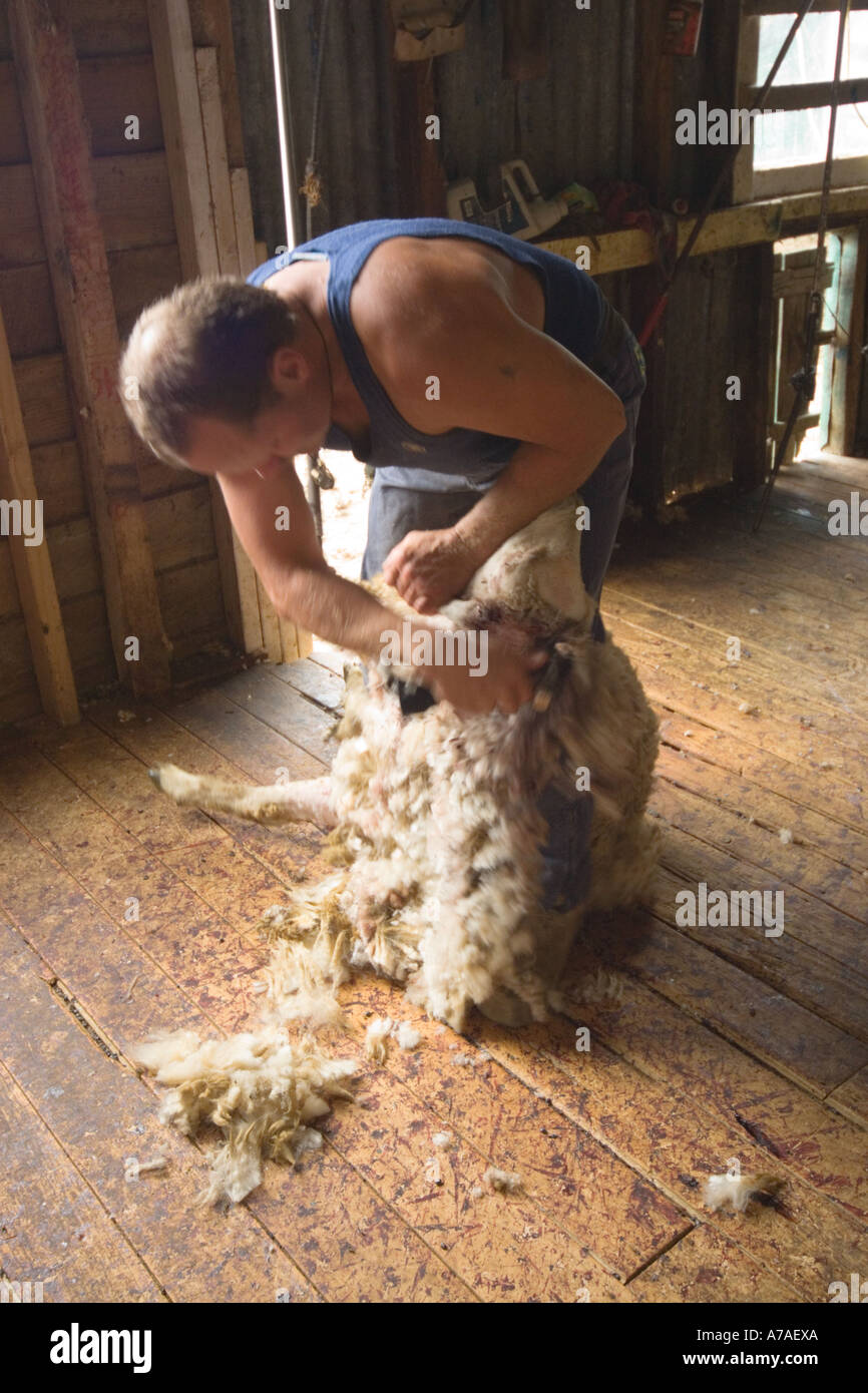 New Zealand Waiheke Island Auckland Shearing sheep in wool shed Tick ...
