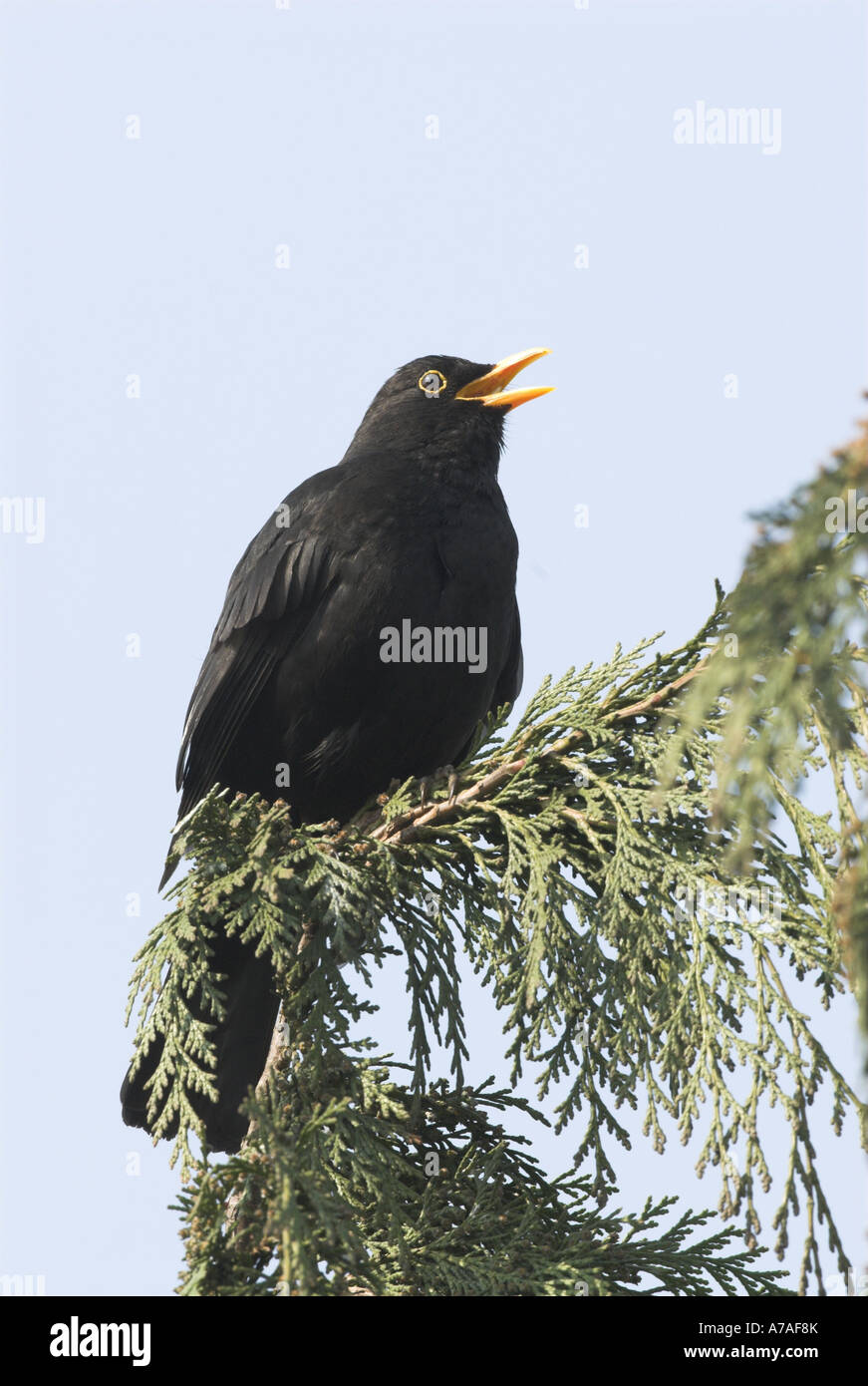 Blackbird Male turdus merula singing on cypress tree Norfolk UK April ...