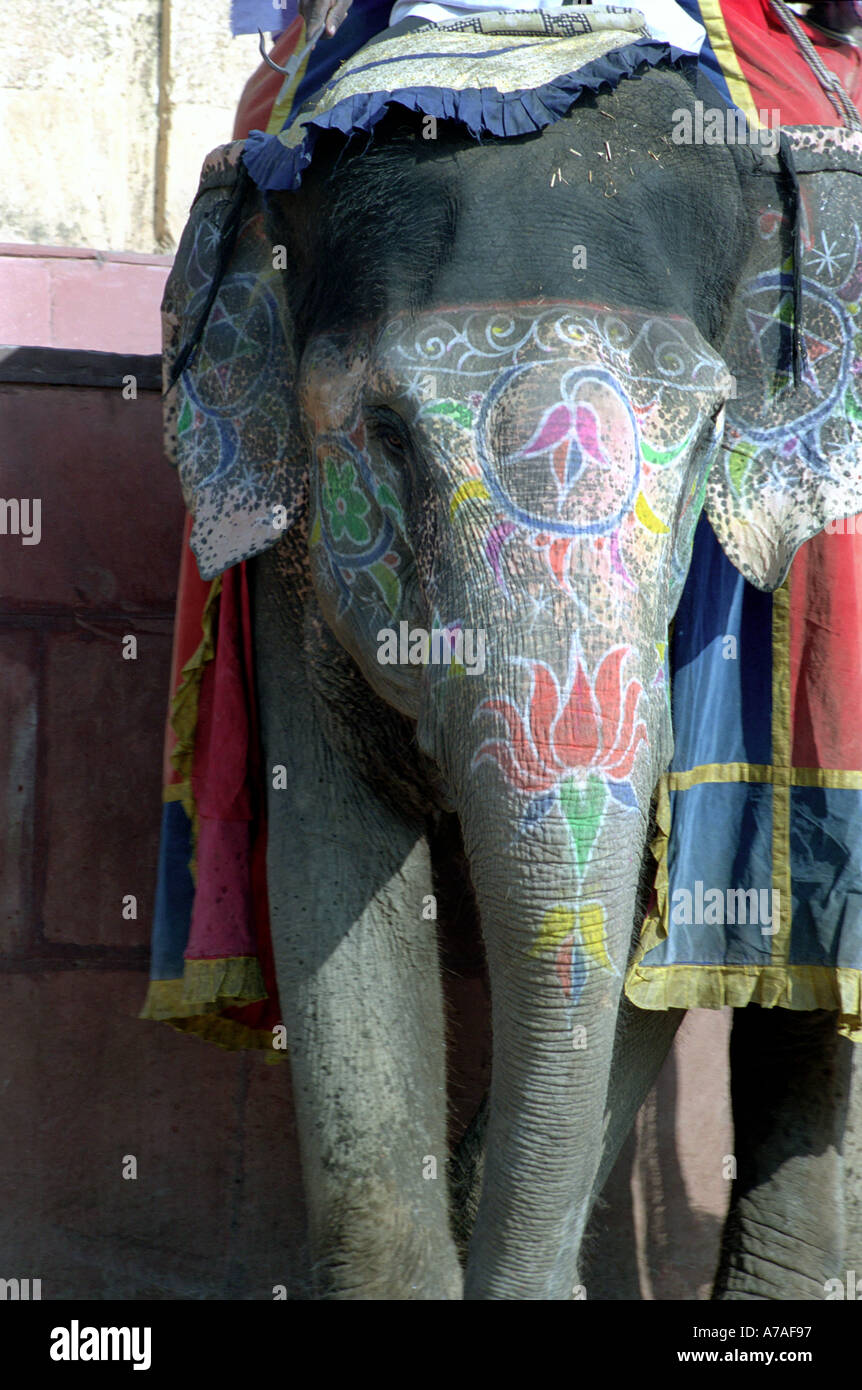 Elephant Amber Fort Jaipur India Stock Photo - Alamy