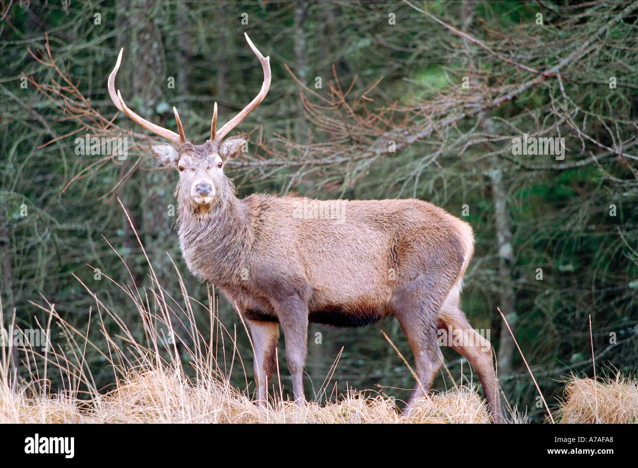 Stag horn branch hi-res stock photography and images - Alamy