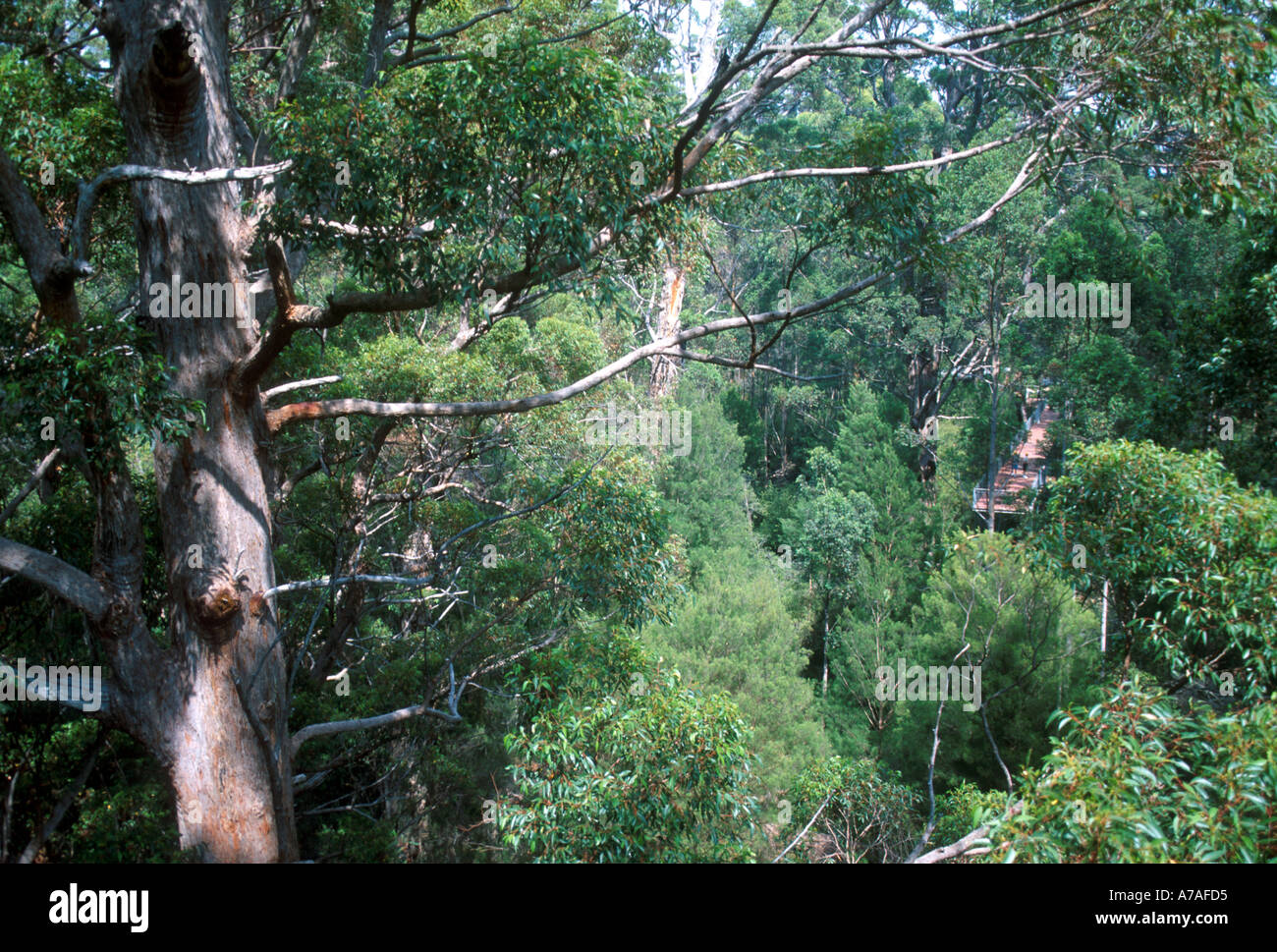 VALLEY OF THE GIANTS TREE TOP WALK VIEW WALPOLE WESTERN AUSTRALIA Stock ...