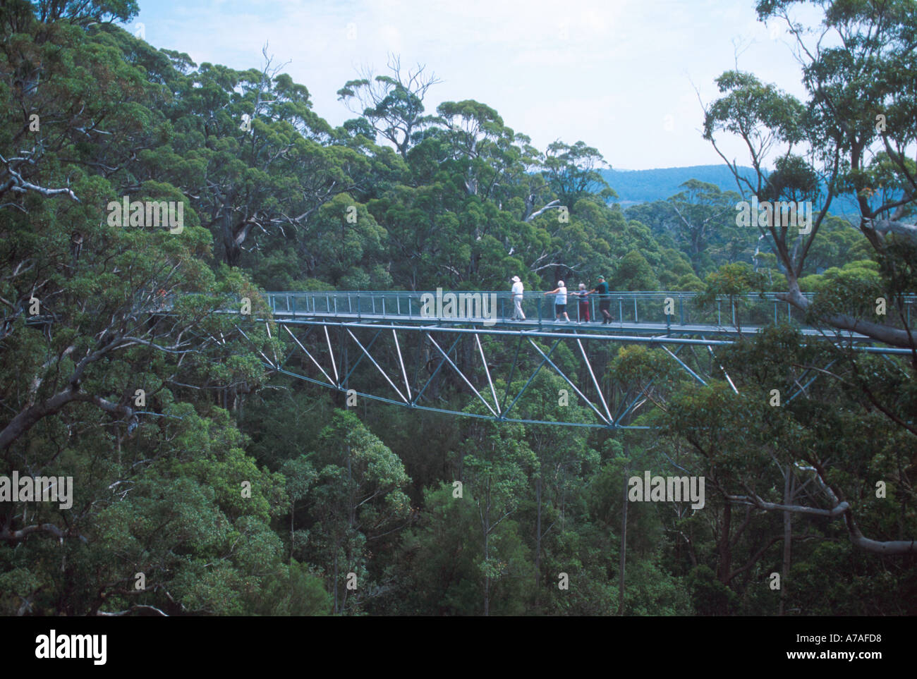 VALLEY OF THE GIANTS TREE TOP WALK WALPOLE WESTERN AUSTRALIA Stock ...