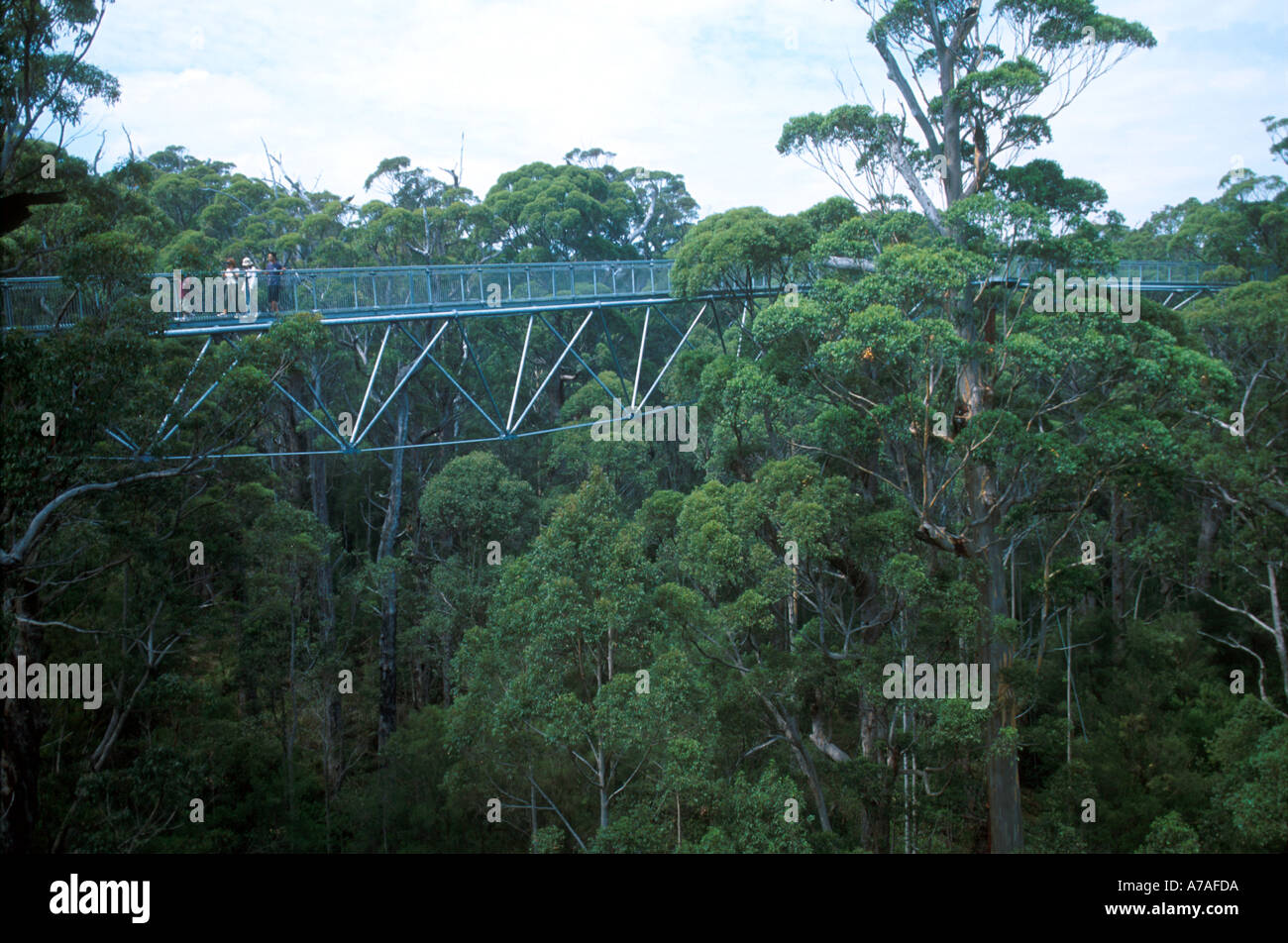COUPLE WALK ACROSS VALLEY OF THE GIANTS TREE TOP WALK WALPOLE WESTERN ...