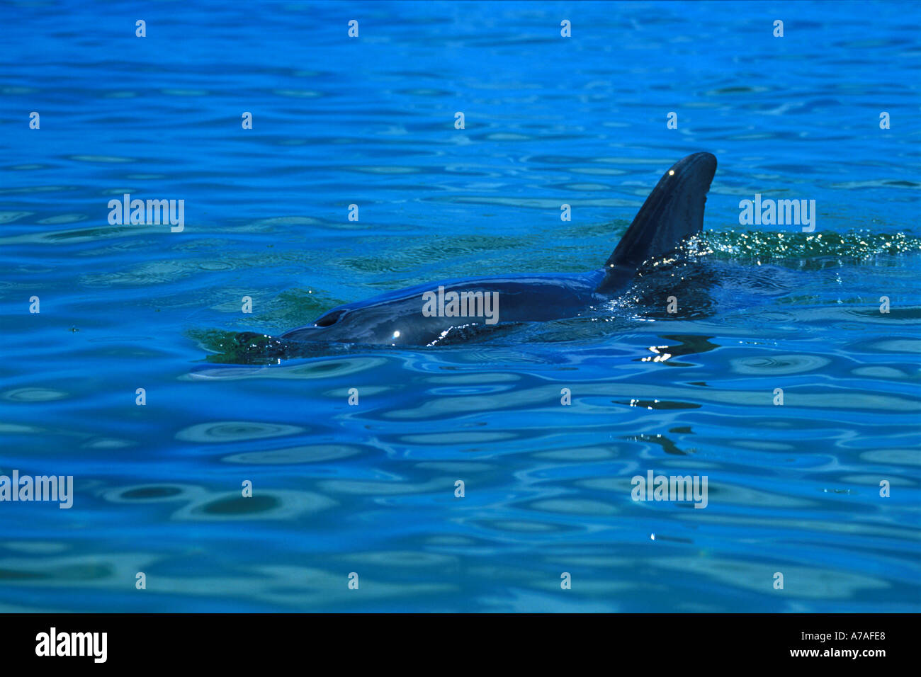 SINGLE DOLPHIN IN SHALLOW WATER AT KOOBANA BAY BUNBURY WESTERN ...
