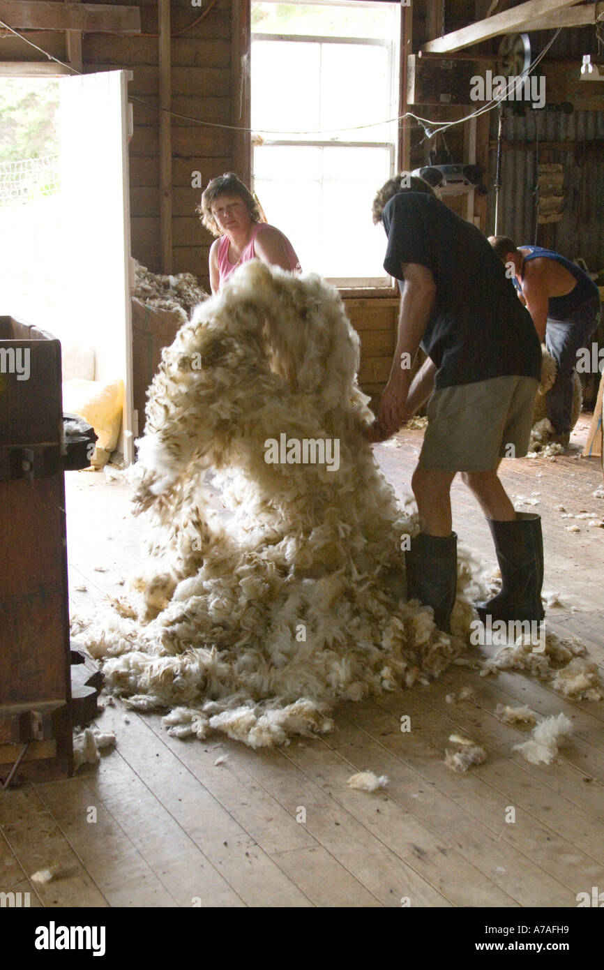 New Zealand Waiheke Island Auckland Shearing sheep in wool shed Tick ...