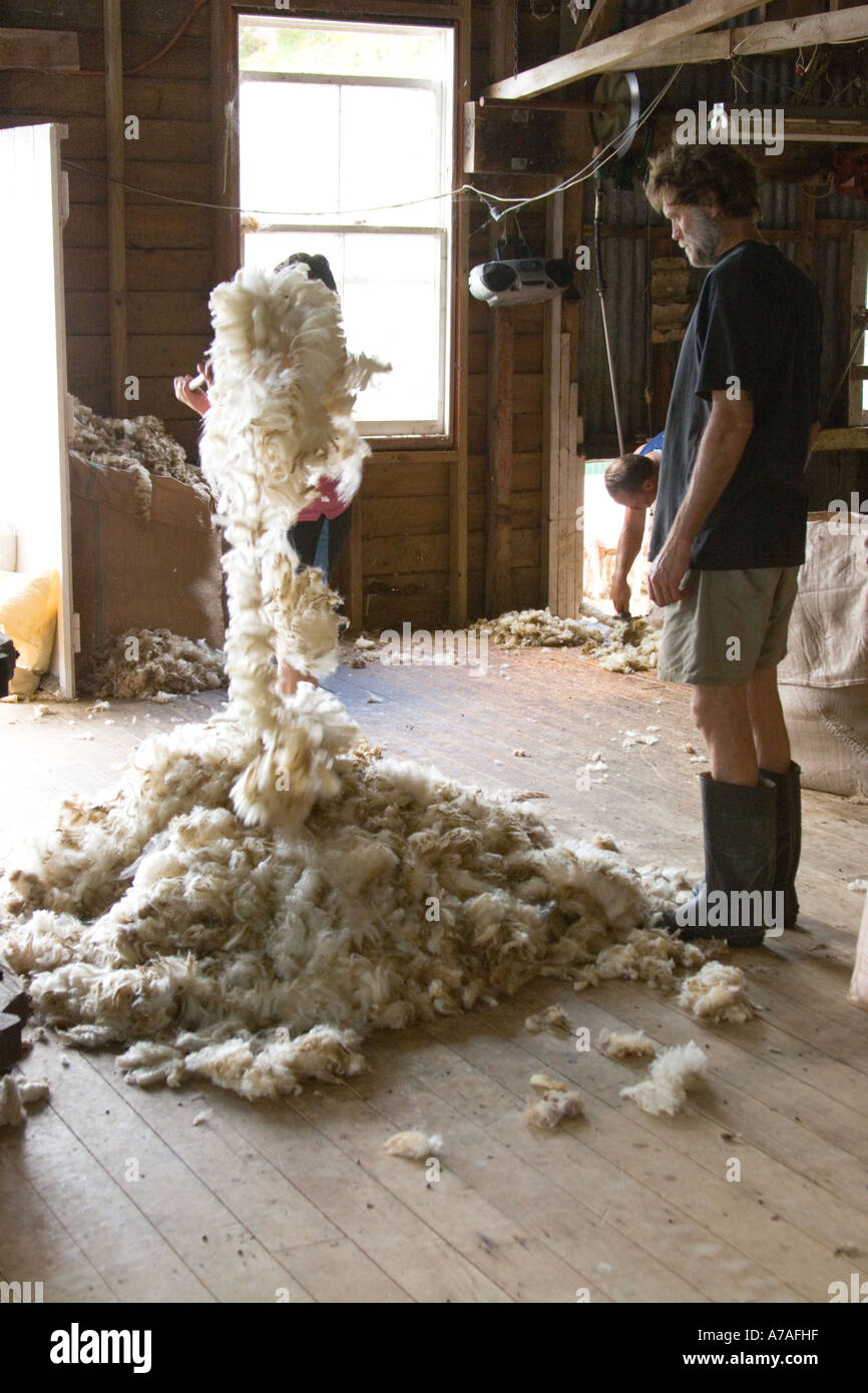 New Zealand Waiheke Island Auckland Shearing sheep in wool shed Tick ...