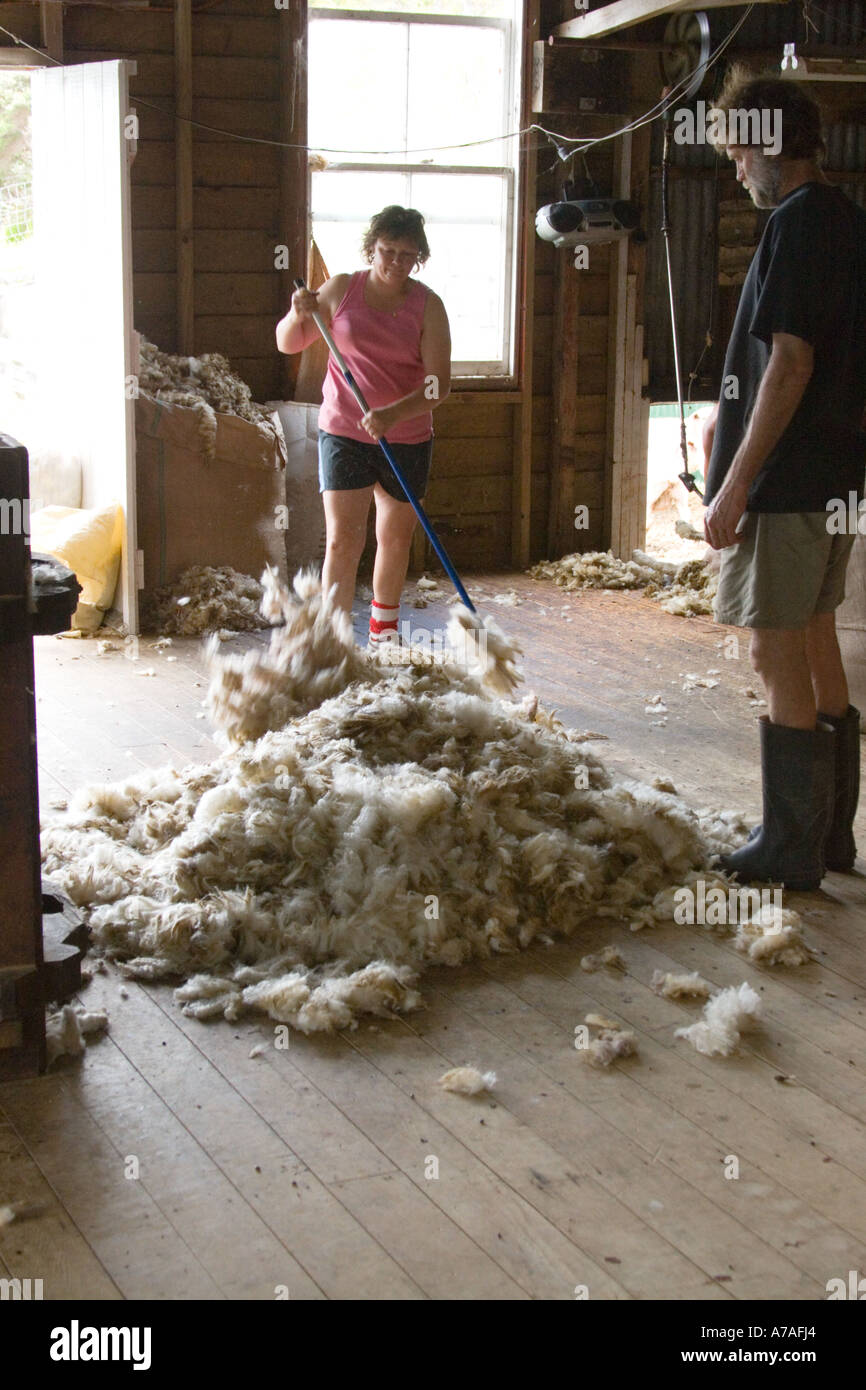 New Zealand Waiheke Island Auckland Shearing sheep in wool shed Tick ...