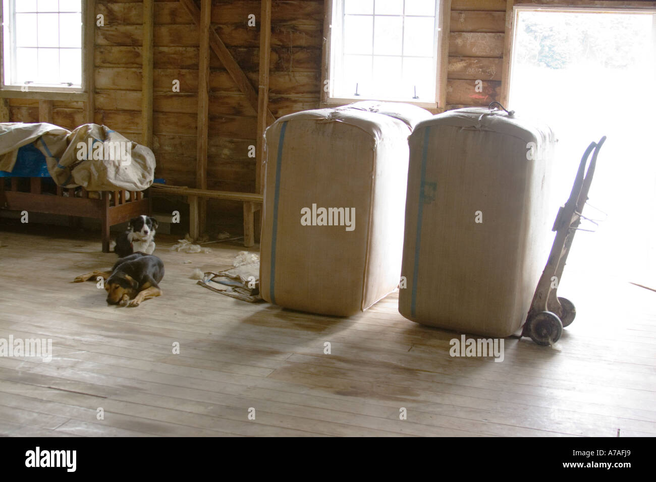 New Zealand Waiheke Island Auckland Shearing sheep in wool shed Bales ...
