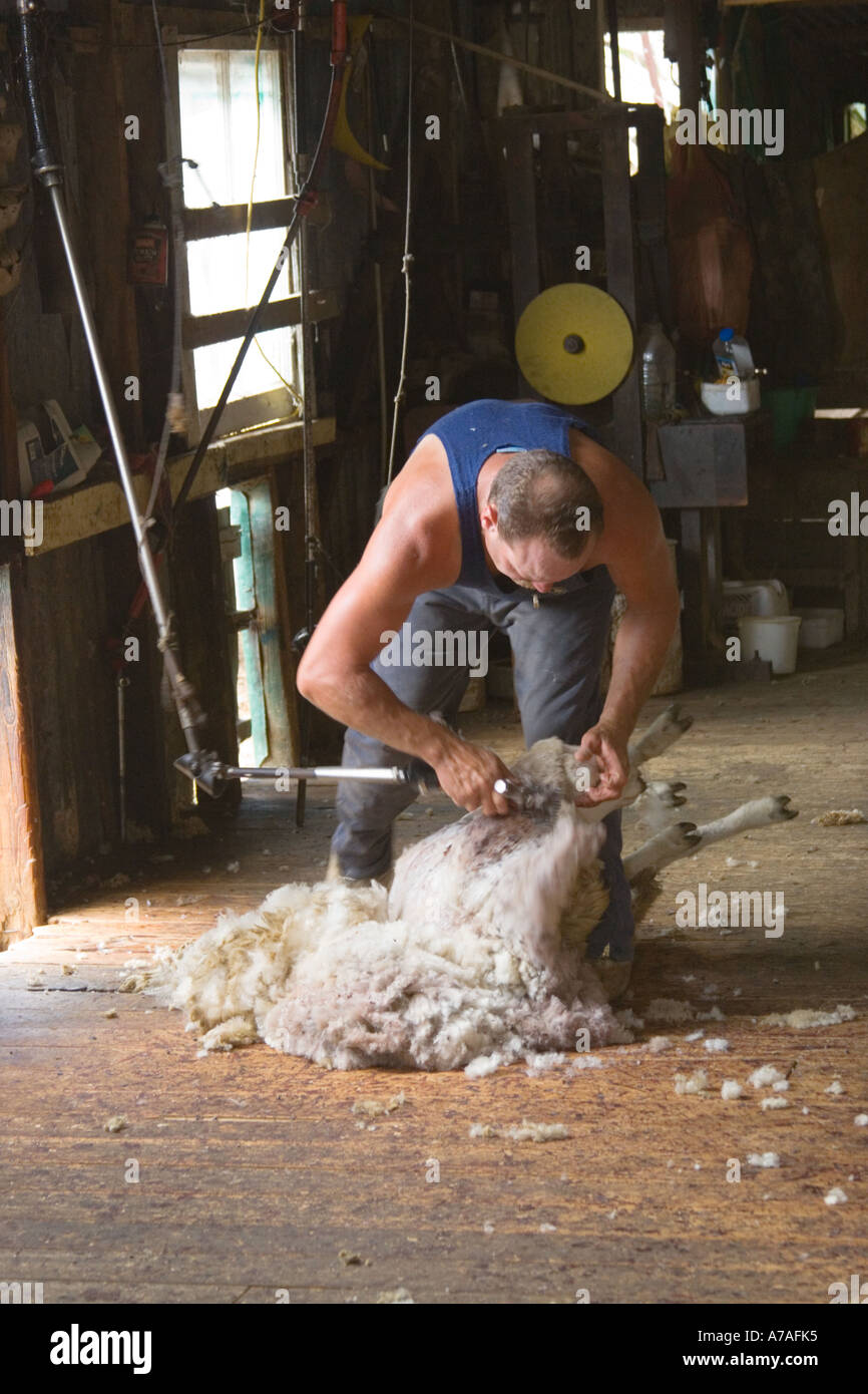 New Zealand Waiheke Island Auckland Shearing sheep in wool shed Tick ...