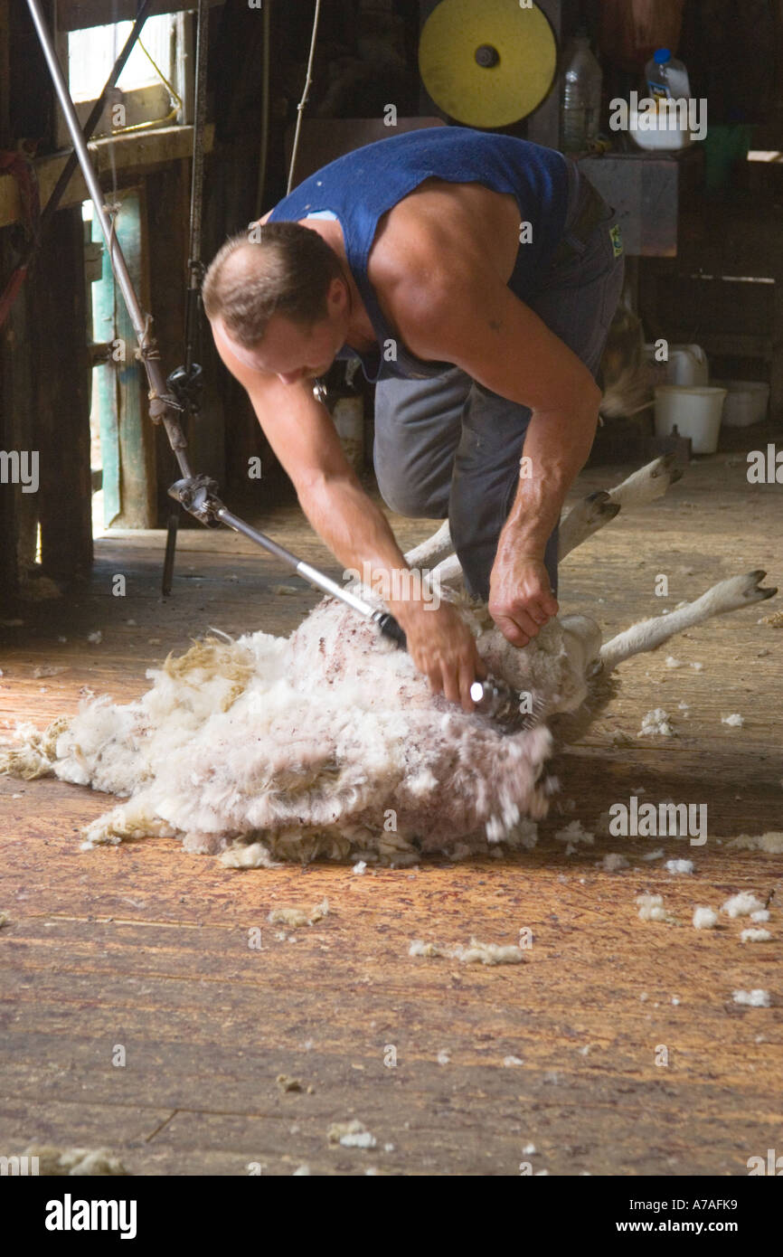 New Zealand Waiheke Island Auckland Shearing sheep in wool shed Tick ...