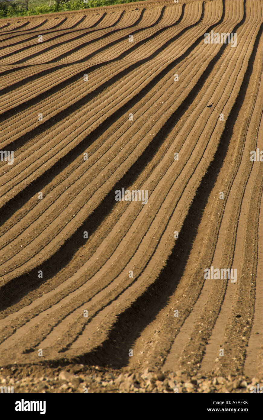 Crops farm farming soil prepared texture form shape lines hi-res stock ...