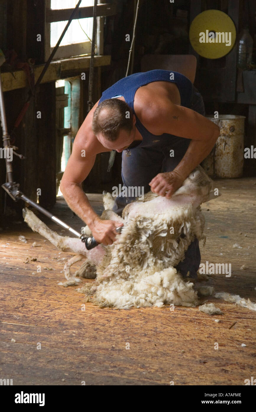 Stained tick hi-res stock photography and images - Alamy