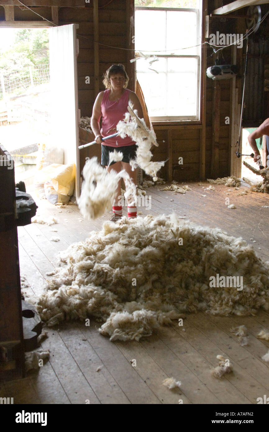 New Zealand Waiheke Island Auckland Shearing sheep in wool shed Tick ...