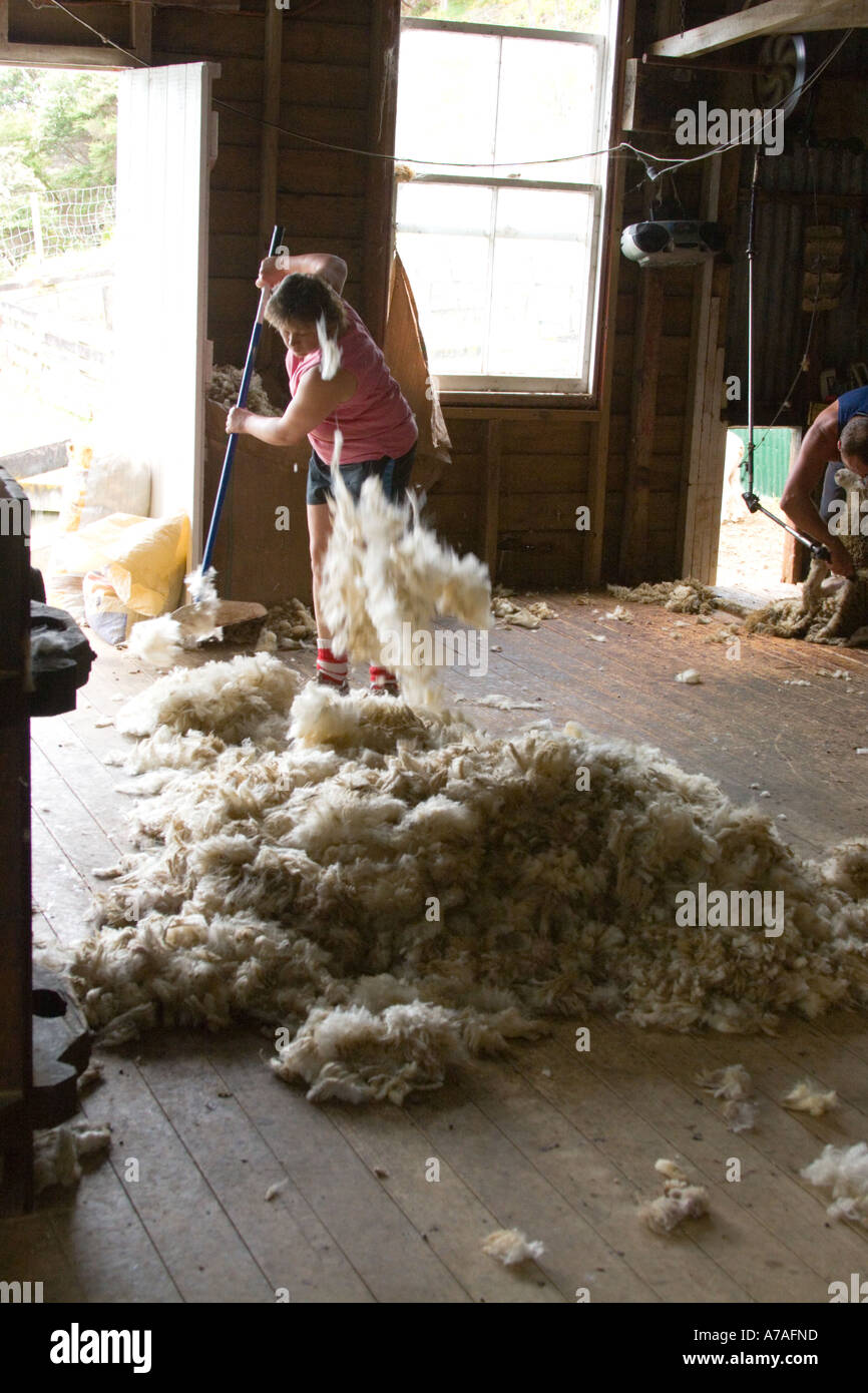 Tick in mammals hi-res stock photography and images - Alamy