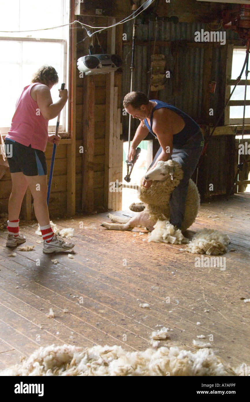 New Zealand Waiheke Island Auckland Shearing sheep in wool shed Tick ...