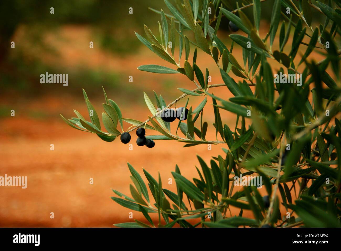 Close-up of an olive tree Stock Photo - Alamy