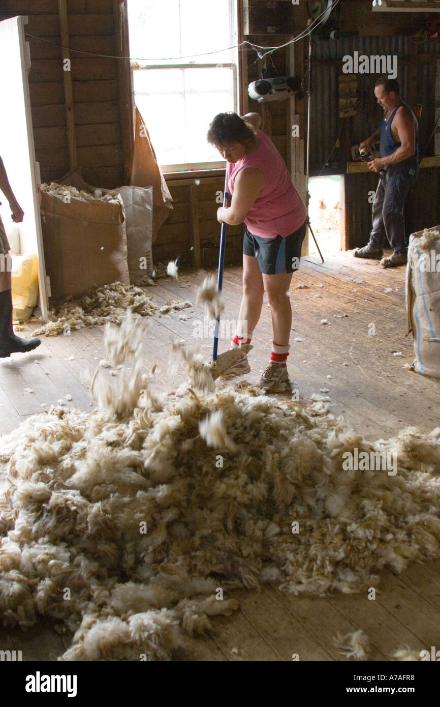New Zealand Waiheke Island Auckland Shearing sheep in wool shed Tick ...