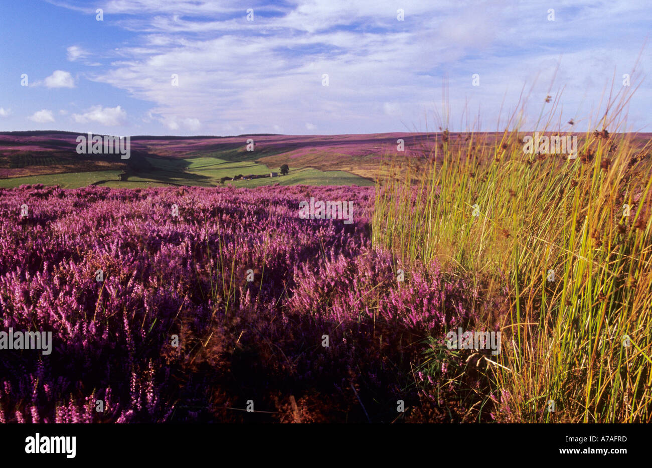 Heather on the North Yorkshire Moors England UK Stock Photo - Alamy