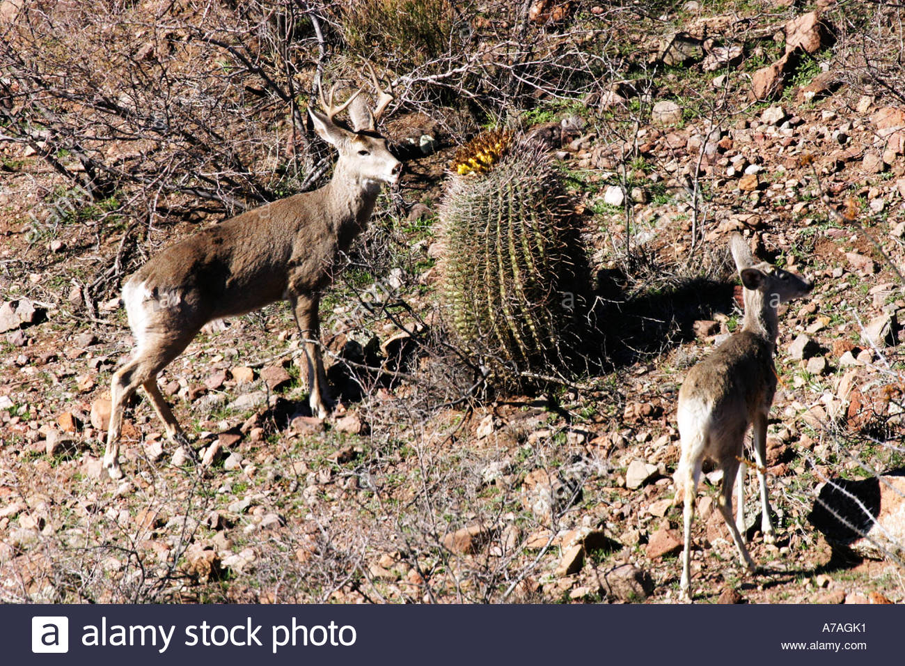 Whitetail Deer Arizona Stock Photos & Whitetail Deer Arizona Stock ...