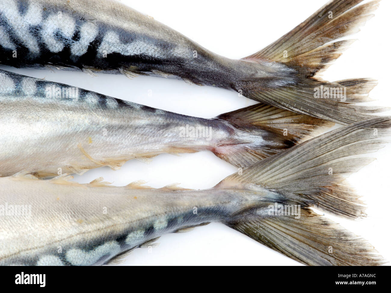 Mackerel fish tails against white background Stock Photo - Alamy