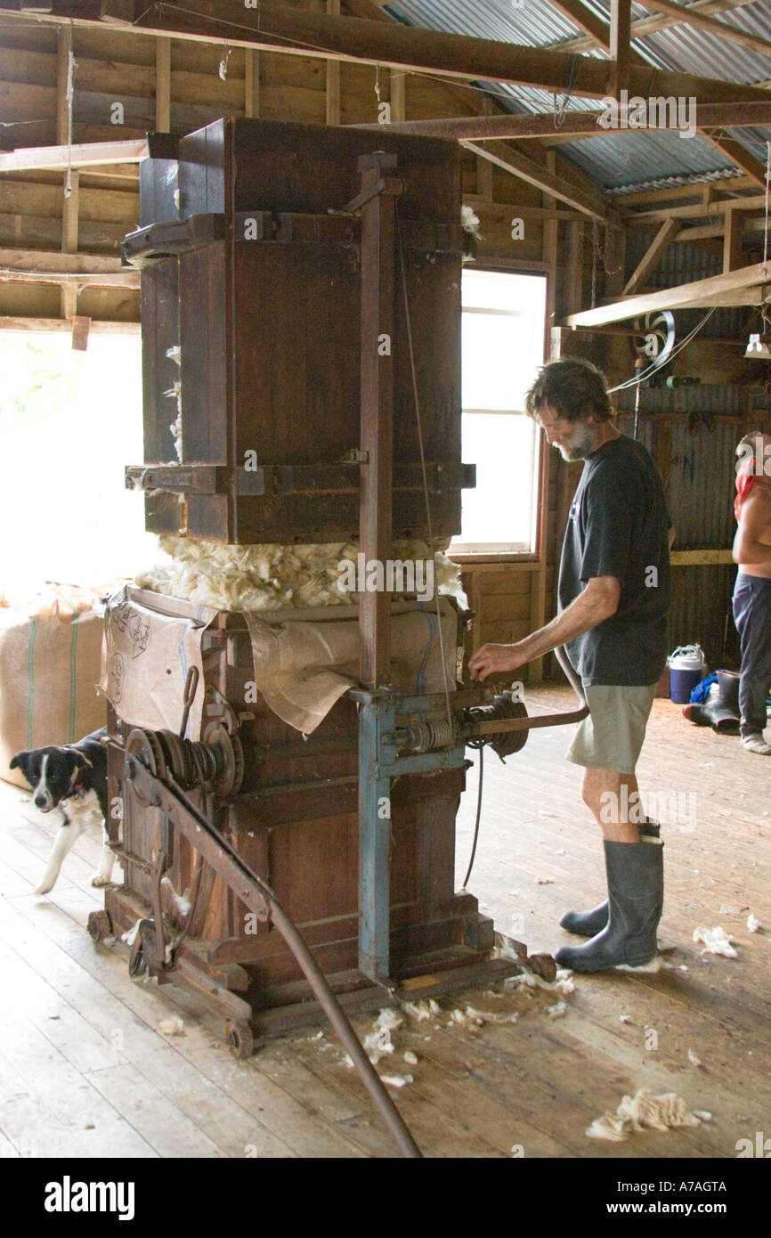 New Zealand Waiheke Island Auckland Shearing sheep in wool shed Stock ...