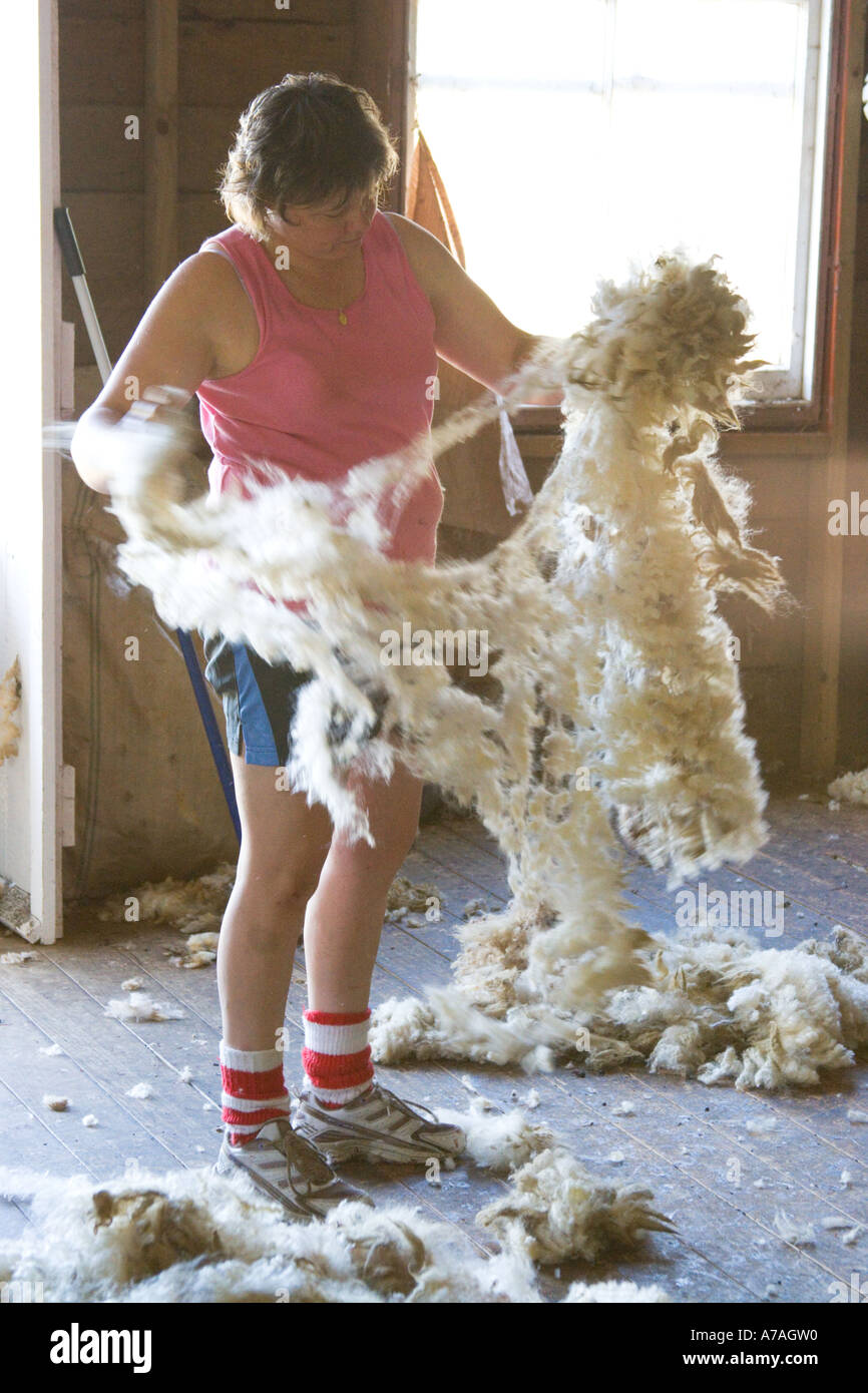 New Zealand Waiheke Island Auckland Shearing sheep in wool shed Tick ...