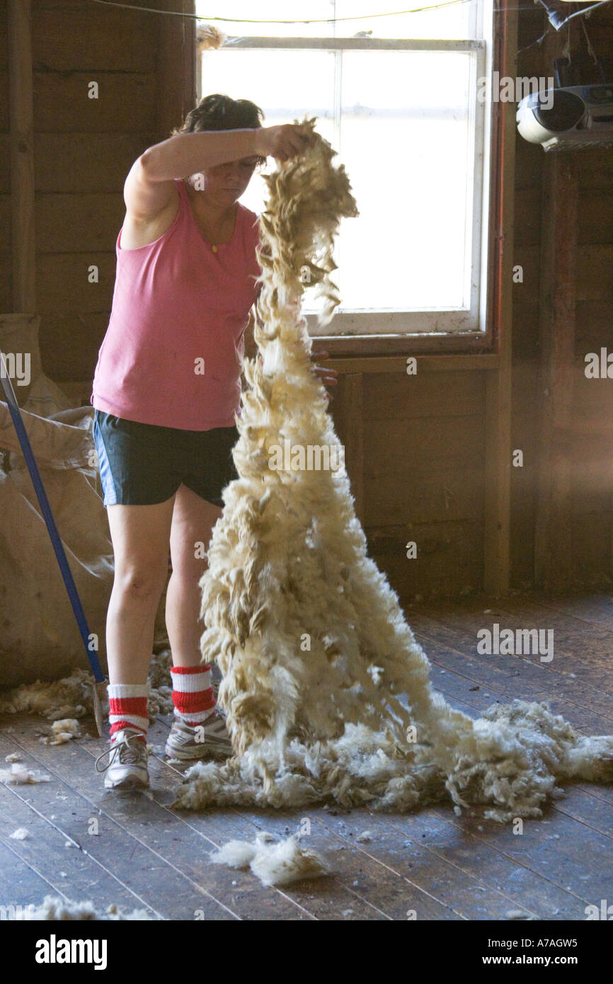 Tick in mammals hi-res stock photography and images - Alamy