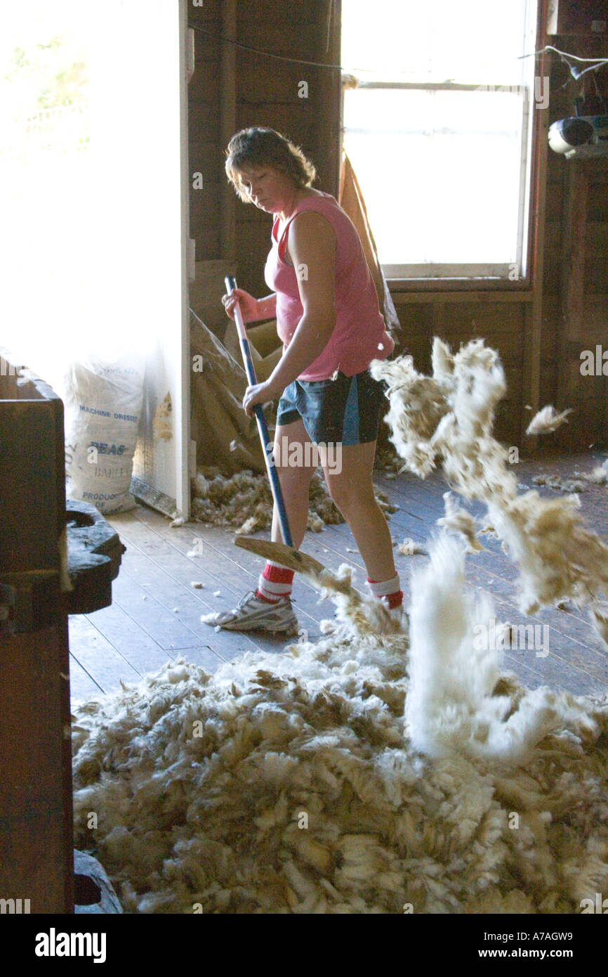 Tick in mammals hi-res stock photography and images - Alamy