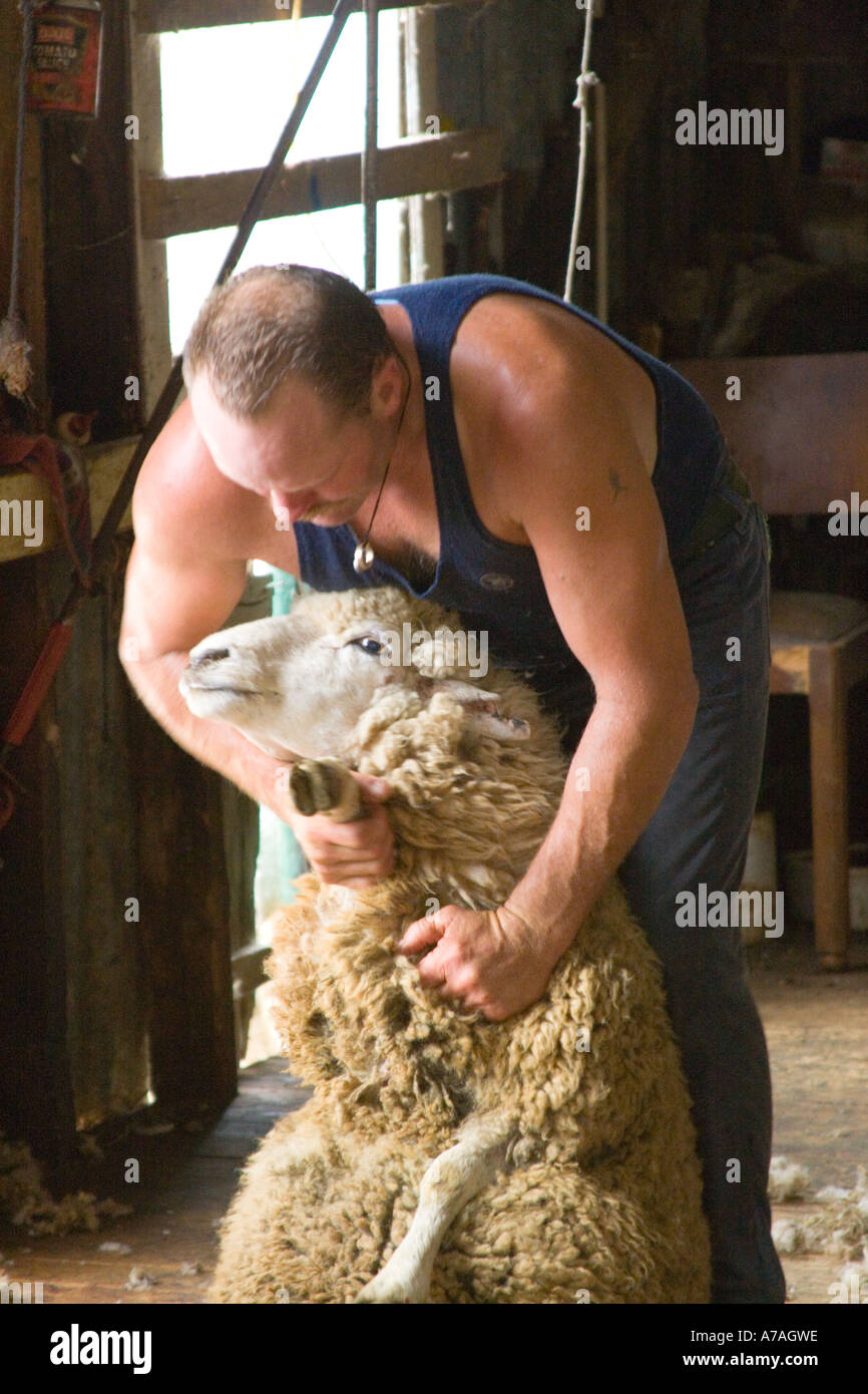 New Zealand Waiheke Island Auckland Shearing sheep in wool shed Tick ...