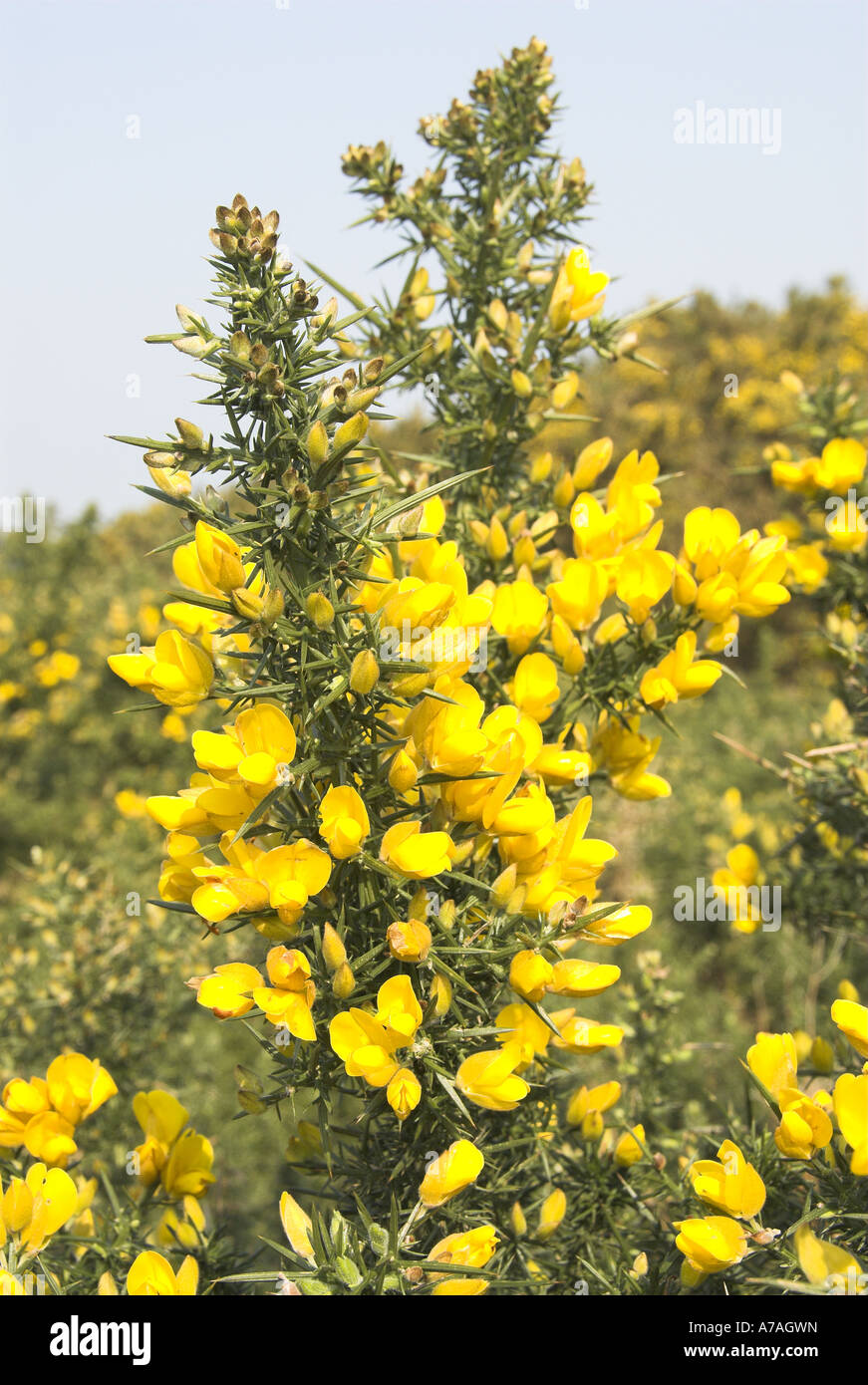 Ulex europaeus flower hi-res stock photography and images - Alamy
