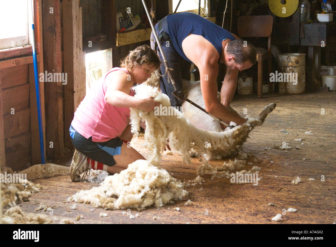 New Zealand Waiheke Island Auckland Shearing sheep in wool shed Tick ...