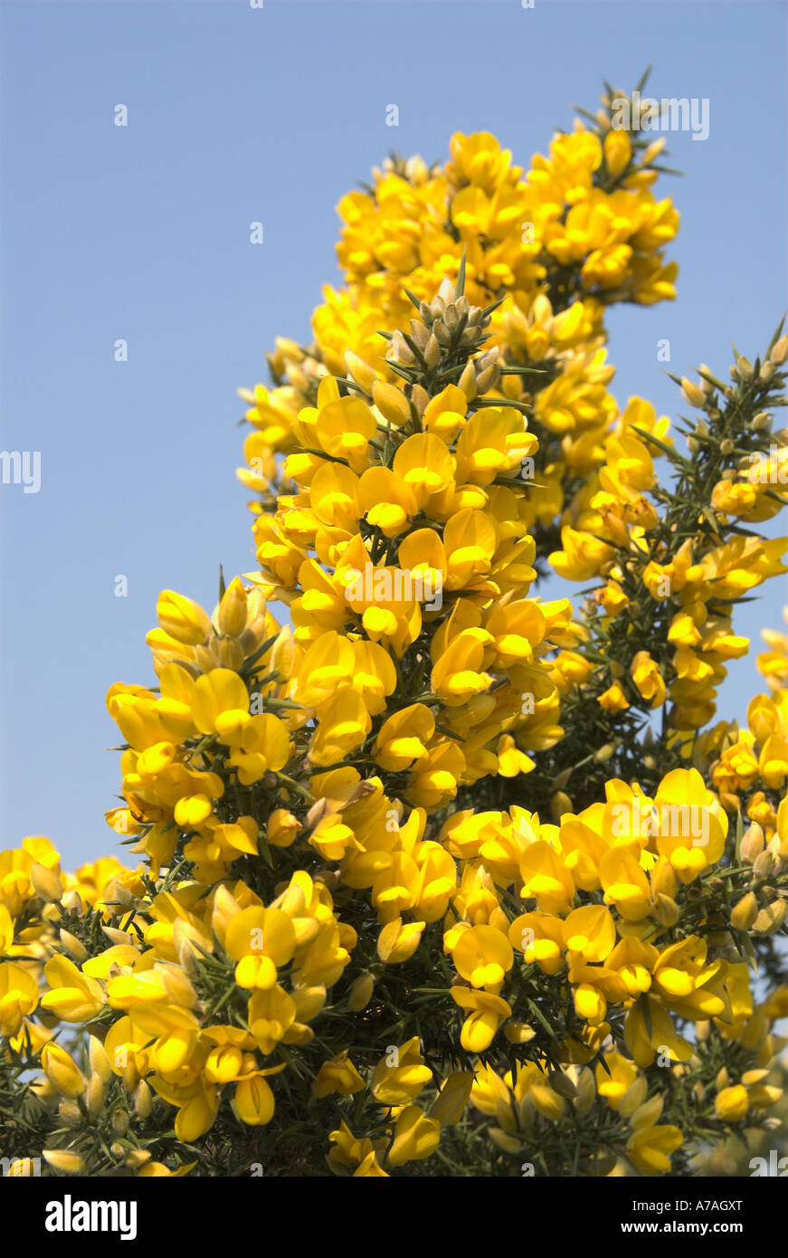 Common Gorse ulex europaeus in flower Norfolk UK April Stock Photo - Alamy