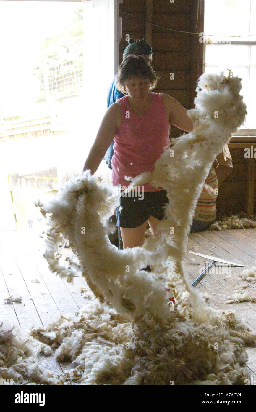 Stained tick hi-res stock photography and images - Alamy