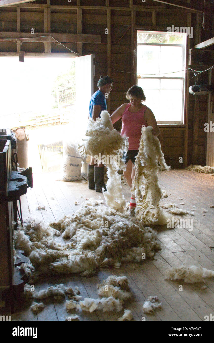 New Zealand Waiheke Island Auckland Shearing sheep in wool shed Tick ...