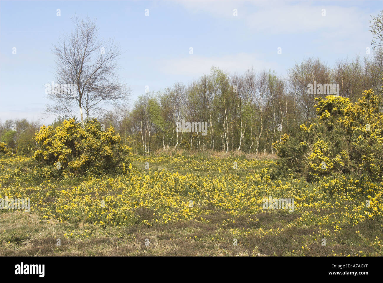 Coastal heathland with Common Gorse ulex europaeus in flower and birch ...